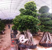 SAMIR FARM & NURSERY