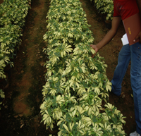 SAMIR FARM & NURSERY